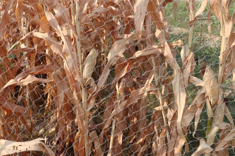 Maize on Tree in Farm for Harvest Stock Photo - Image of gastronomy ...