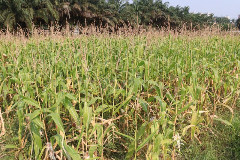Maize on Tree in Farm for Harvest Stock Image - Image of agriculture ...