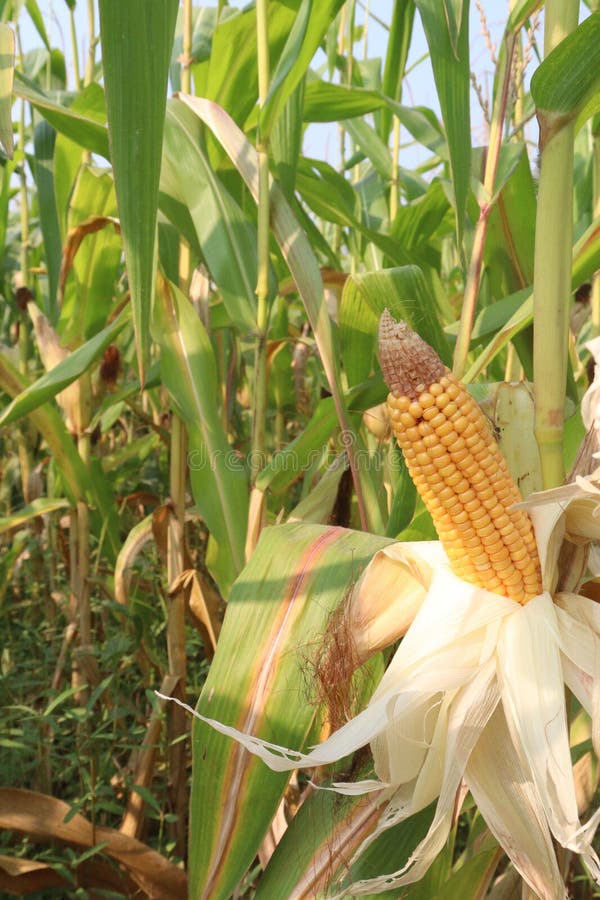 Maize on Tree in Farm for Harvest Stock Image - Image of gastronomy ...
