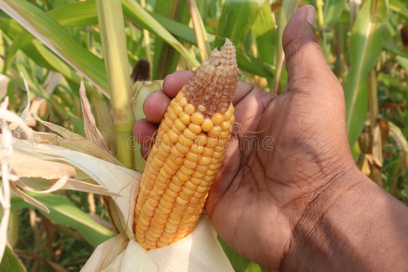 Maize on Tree in Farm for Harvest Stock Photo - Image of corncob ...