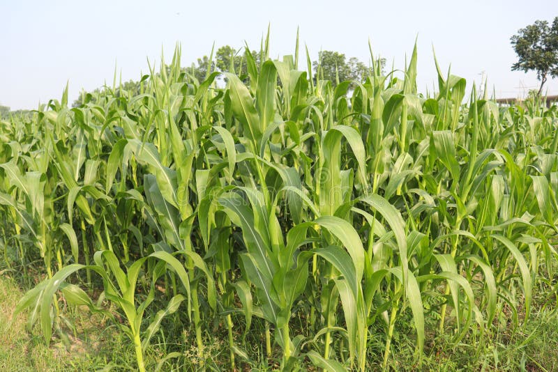 Maize Tree Firm with Flower for Harvest Stock Photo - Image of ...