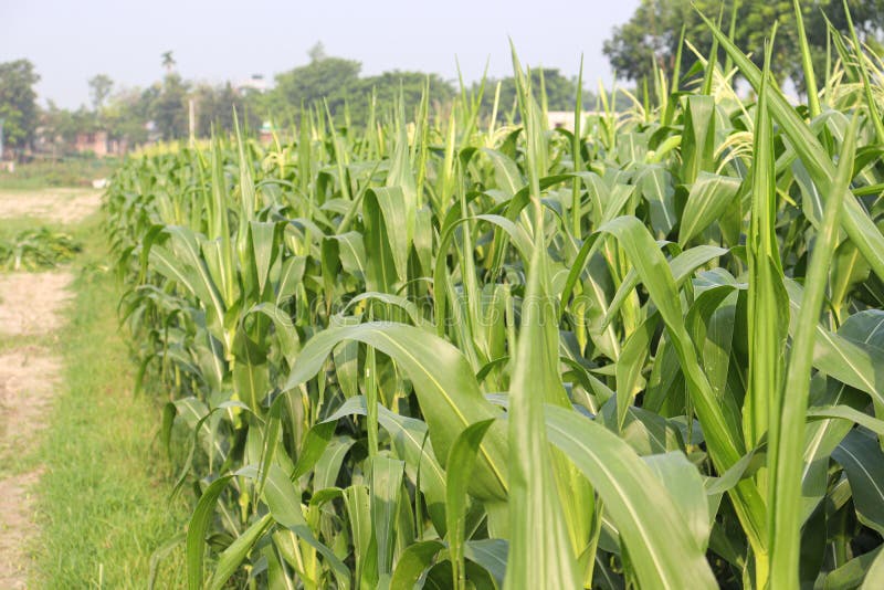 Maize Tree Firm with Flower for Harvest Stock Photo - Image of nutrient ...