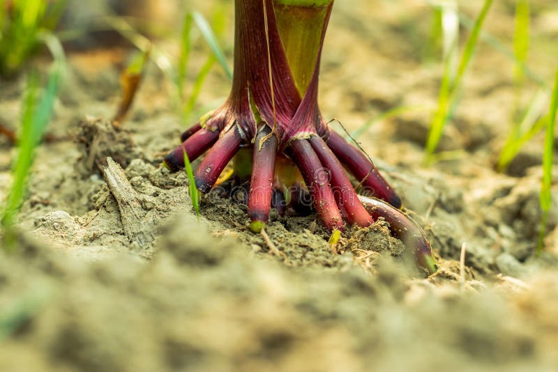 Maize Tree Root on Soils and it is Brown Red and Green Color Roots ...