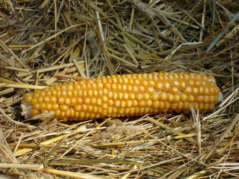Maize stock image. Image of corncob, produce, maize, food - 31919403