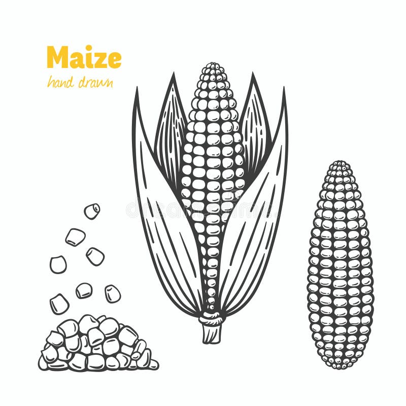 Maize Vector Hand Drawn Illustration Stock Vector - Illustration of ...