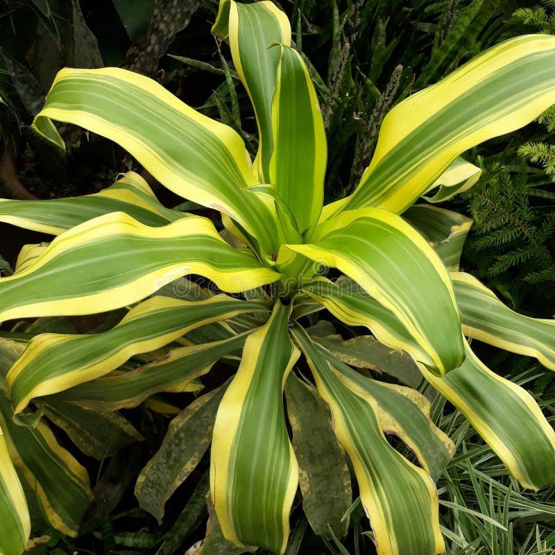 Maize is a Versatile Crop that Can Grow in Different Varieties of Soil ...