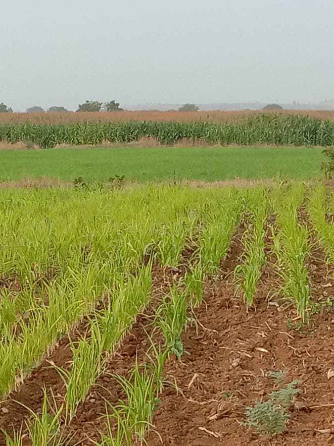 Maize stock image. Image of shalu, field, wheat, maize - 168285923