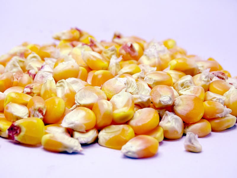 Maize on white background stock image. Image of healthy - 16789063