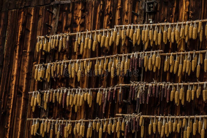 Maize on wood barn stock image. Image of corn, modified - 39154151