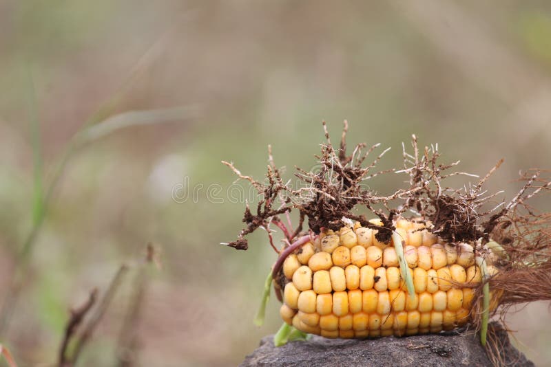 Maize Yellow Corn with Roots Stock Image - Image of farmer, yellow ...