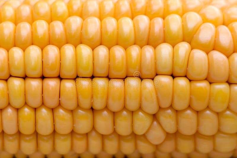 Maize (Zea mays) close-up stock photo. Image of cornstarch - 78162038
