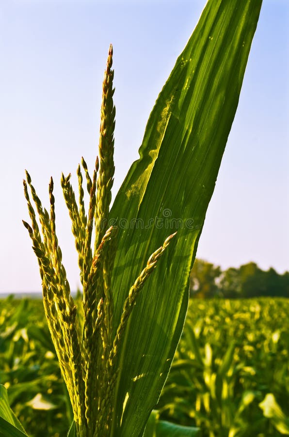 Maize blooms stock image. Image of agriculture, summer - 551255