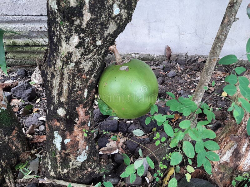 1,025 Tree Low Hanging Fruit Stock Photos - Free & Royalty-Free Stock ...