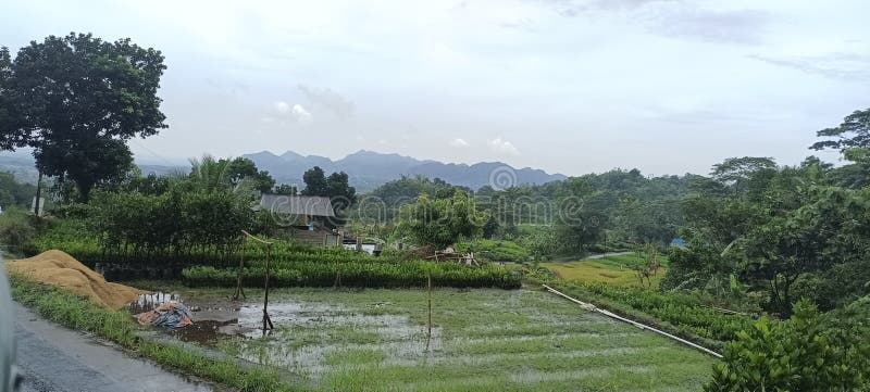 Majalengka City Rice Fields Stock Image - Image of tree, field: 262924459
