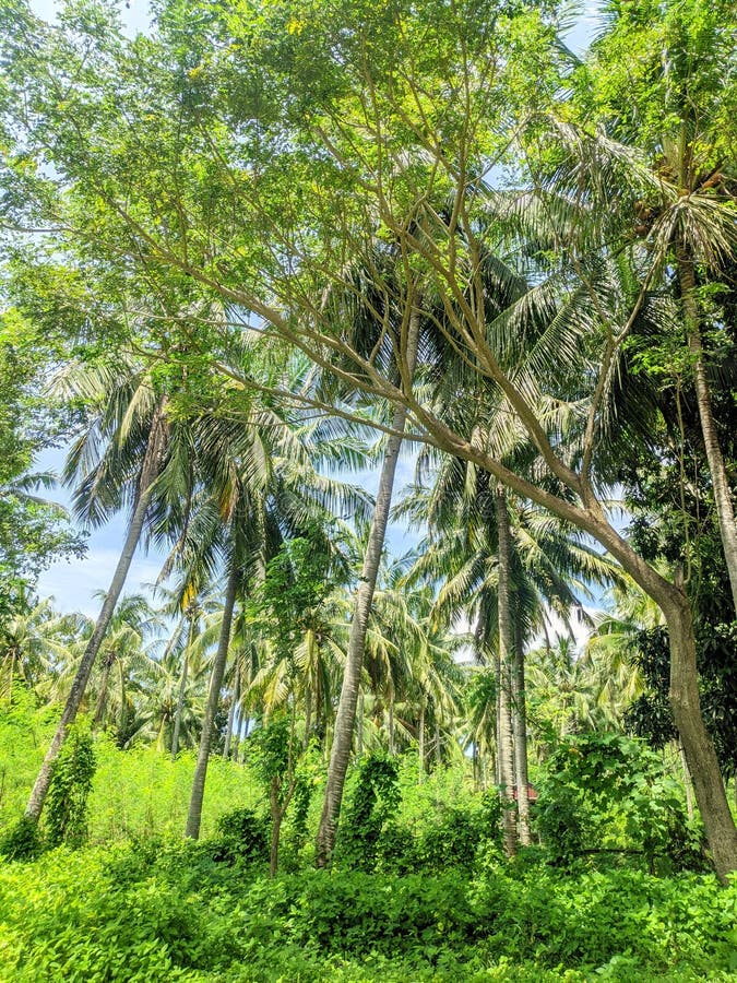 Majene Coconut Plantation - Indonesia Stock Image - Image of garden ...