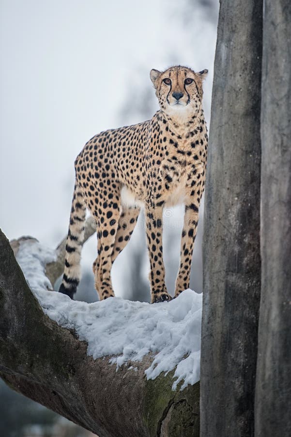 Majesic cheeetah in winter stock image. Image of beautiful - 131155781