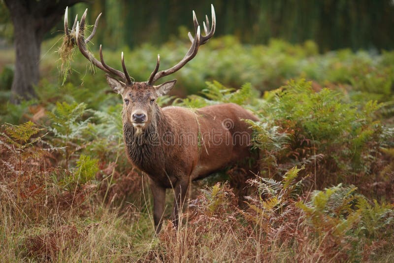 Rotwild-Hirsch frontal stockfoto. Bild von holz, jagd - 7159494