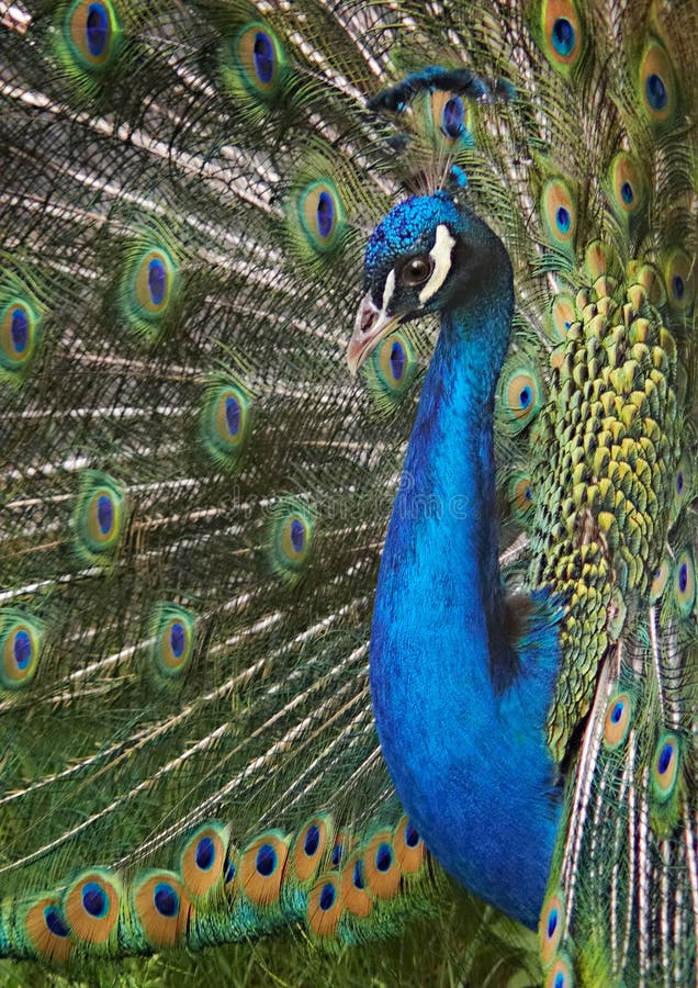 Pfau-Feder stockbild. Bild von büschel, pfau, auge, blau - 593951