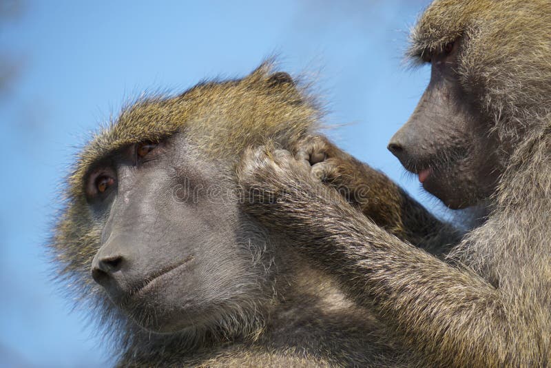 Två unga babianer fotografering för bildbyråer. Bild av djurliv - 132198043