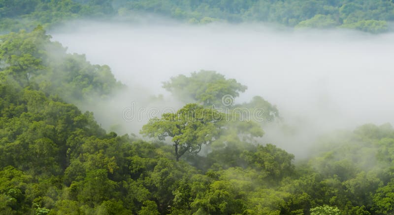 Majestic Amazon Forest with Mist in High Resolution and Sharpness ...