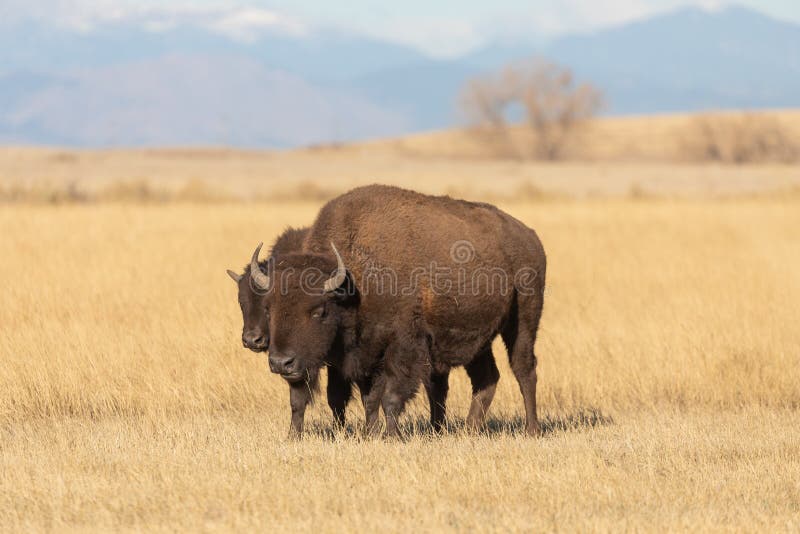 Majestic American Bison in Fall Stock Photo - Image of outdoors, nature ...