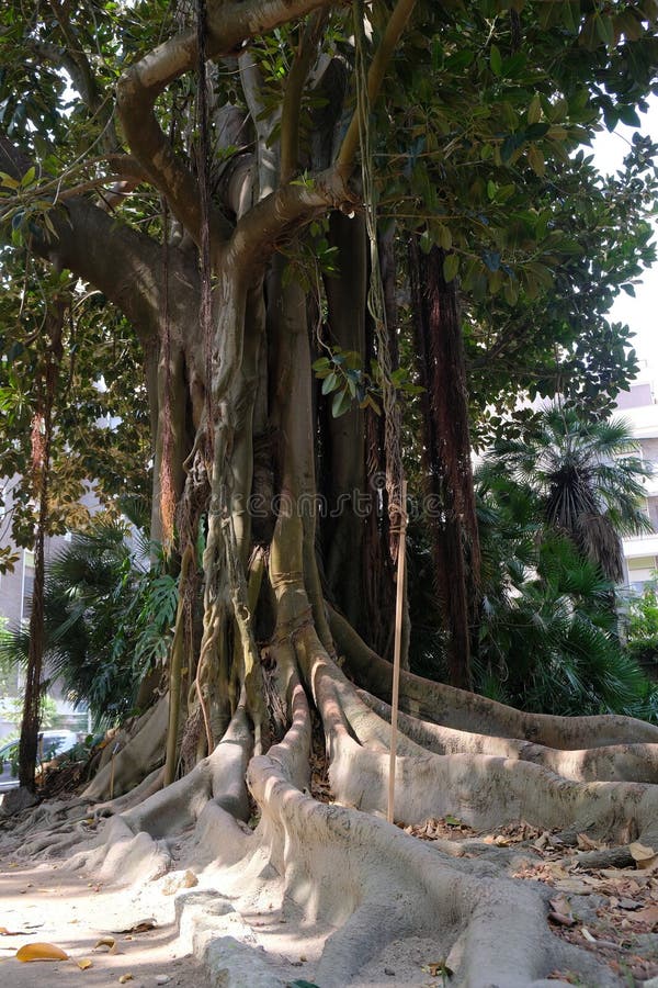 Majestic Ancient Oak Tree in Sunlight Stock Photo - Image of outdoors ...