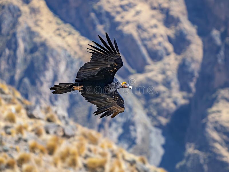 Majestic Andean Condor in Flight Stock Photo - Image of ecology, bird ...