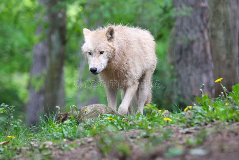 Majestic Arctic Wolf in an Evergreen Forest Stock Photo - Image of wolf ...
