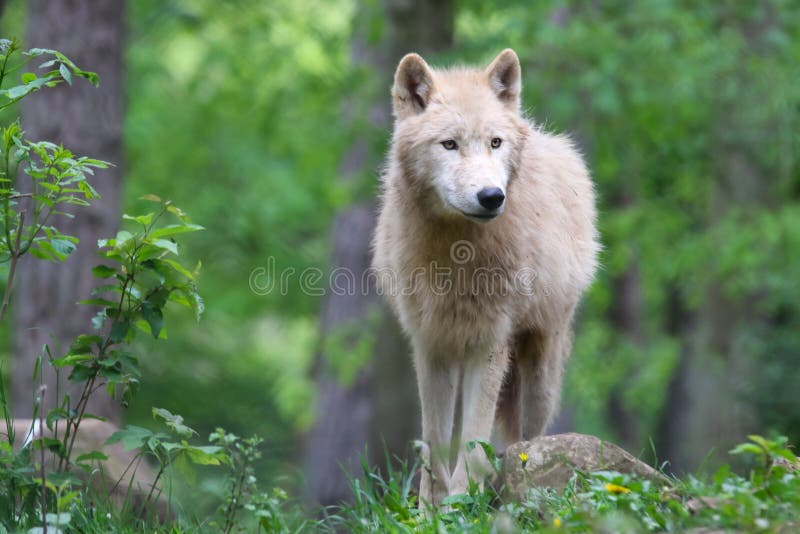 Majestic Arctic Wolf in an Evergreen Forest Stock Image - Image of ...