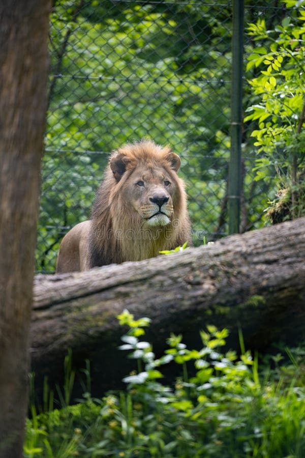 Majestic Asiatic Lion Striding through a Lush Forest Stock Photo ...
