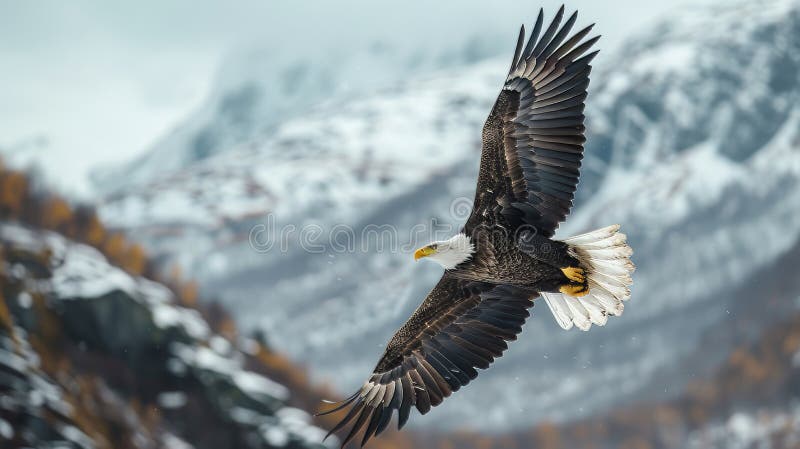 Majestic Bald Eagle in Flight Against Snowcapped Mountains, High Speed ...