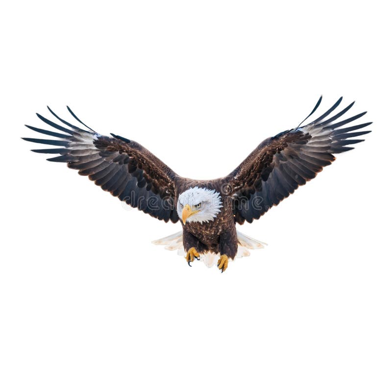 Majestic Bald Eagle in Flight, Wings Spread Wide Against a White ...