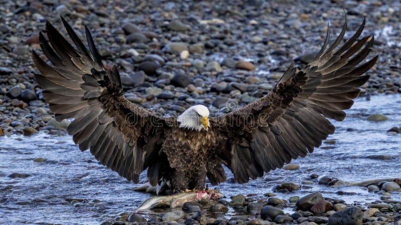 Majestic Bald Eagle is Standing Tall and Proud Against a Striking Black ...