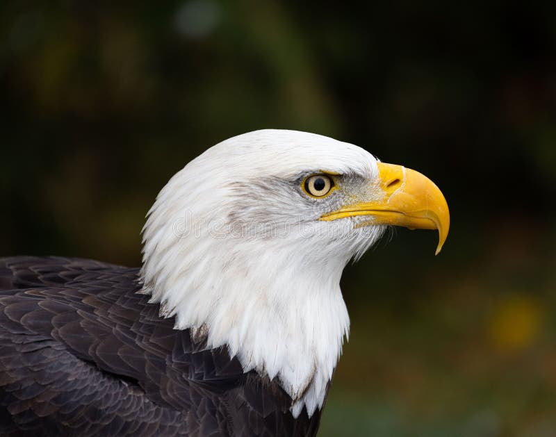 Majestic Bald Eagle Soaring through a Clear, Blue Sky, with Its Wings Outstretched Stock Image ...