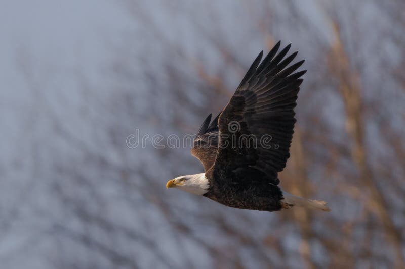 Majestic Bald Eagle Soaring through the Sky Above a Majestic Mountain Landscape Stock Image ...