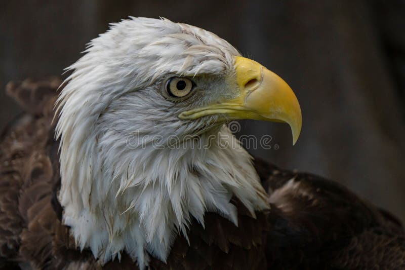 Majestic Bald Eagle Looking To the Left. Stock Photo - Image of ...