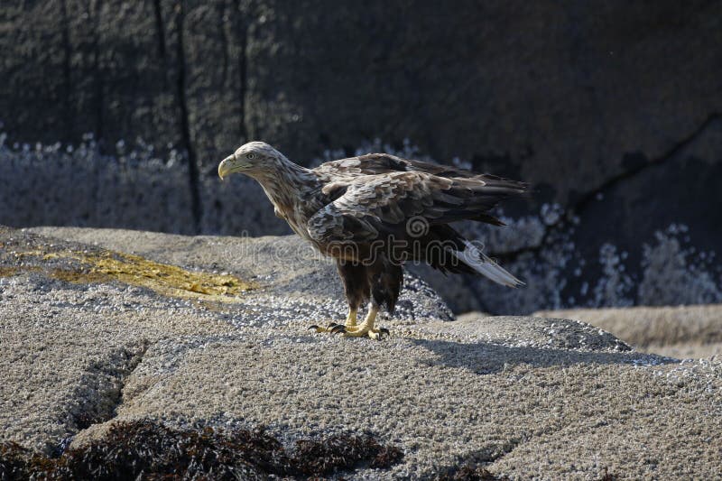 Majestic Bald Eagle Perched Atop a Rocky Outcrop Stock Image - Image of ...