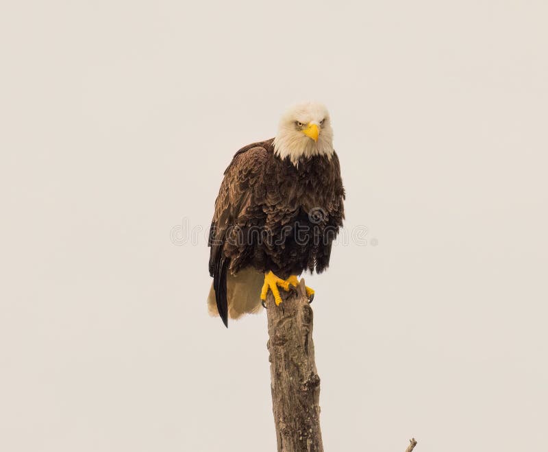 Majestic Bald Eagle Soaring through the Sky Above a Majestic Mountain ...