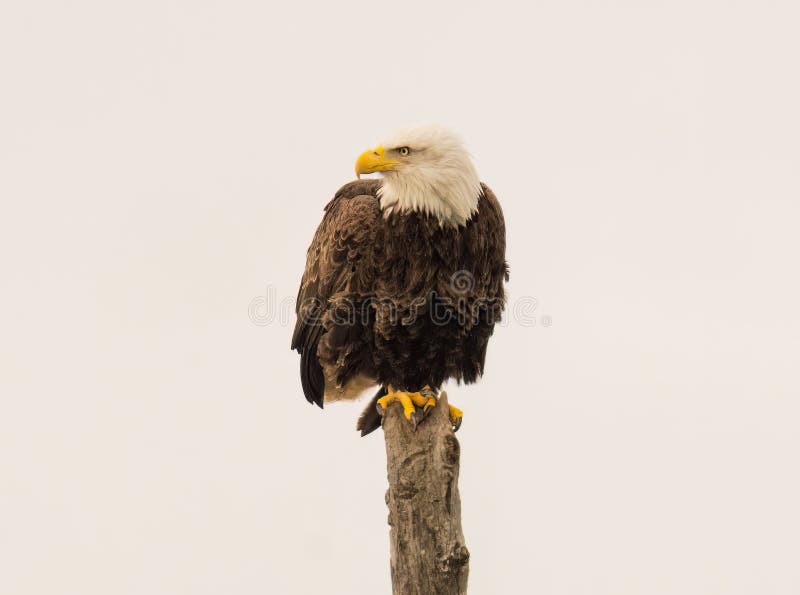 Majestic Bald Eagle Perched Atop a Tree Branch with Its Wings Spread ...