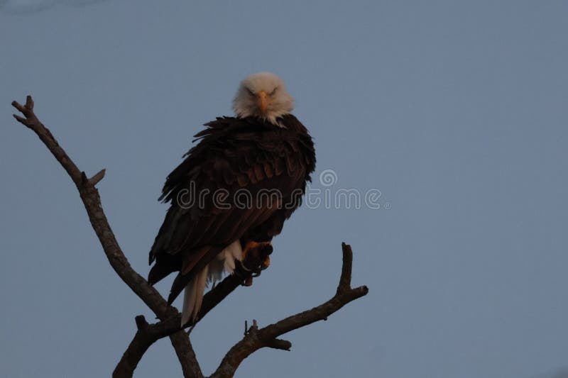 Majestic Bald Eagle Perched Atop a Tree Branch Stock Photo - Image of ...