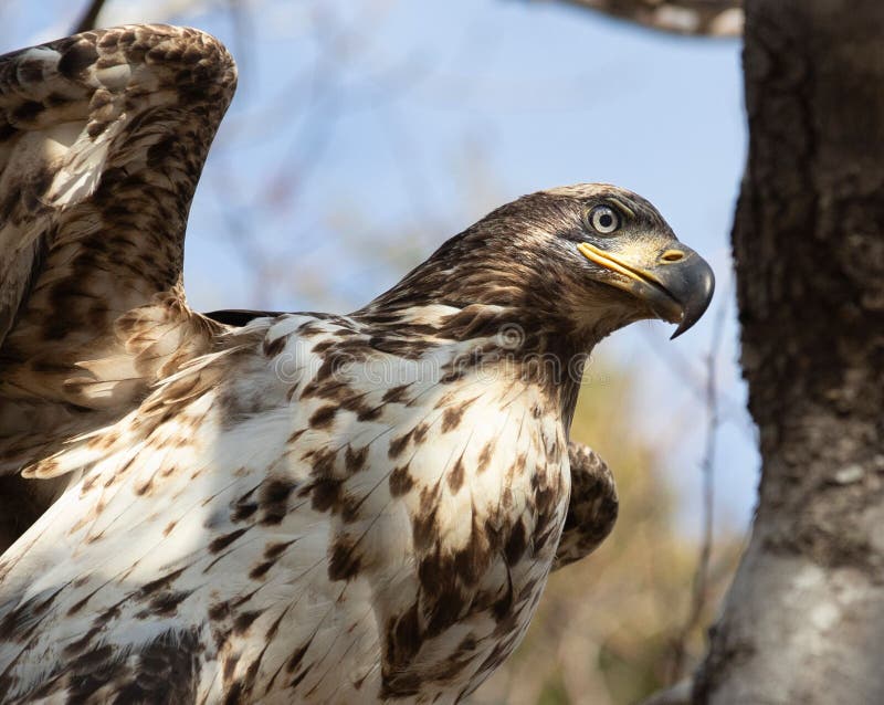 A Bald Eagle Flapping Its Wings Out in a Tree in the Forest Stock Photo ...