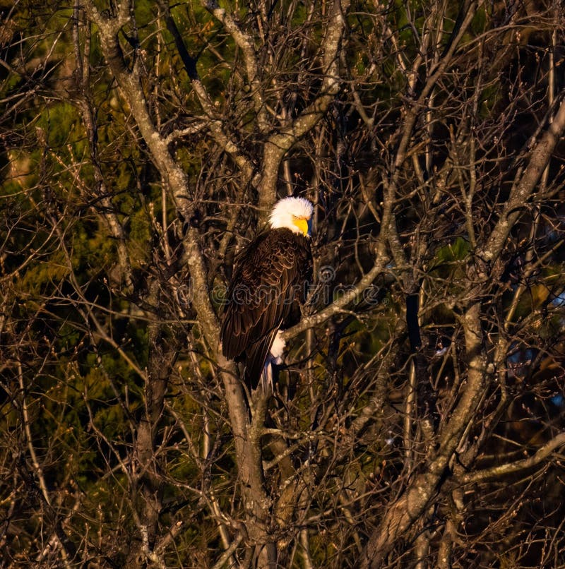 Majestic Bald Eagle Perched Atop a Tree, with Its Thicket of Branches ...