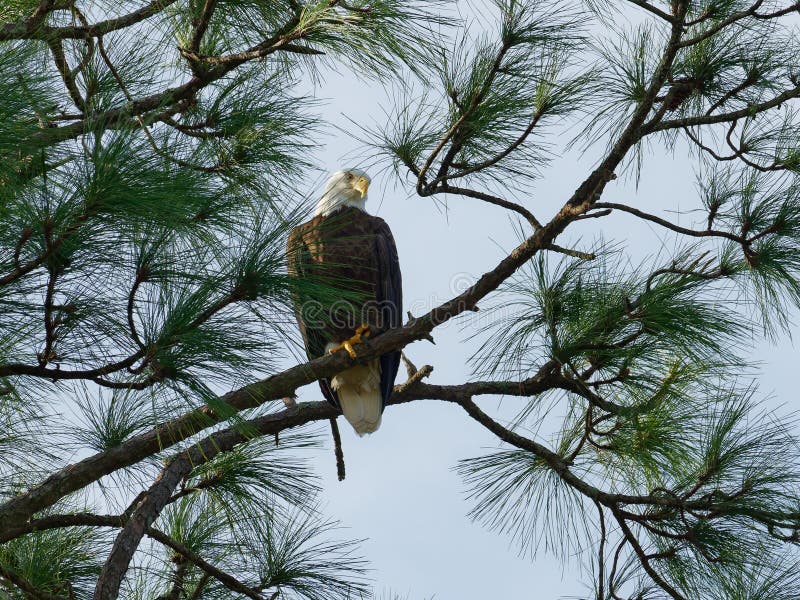 Majestic Bald Eagle Perched in a Florida Pine Tree Staring Down at You ...