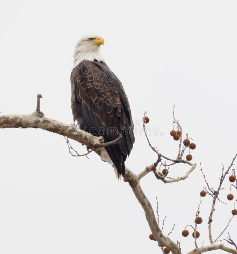 Majestic Bald Eagle Soaring through a Clear, Blue Sky, with Its Wings Outstretched Stock Image ...