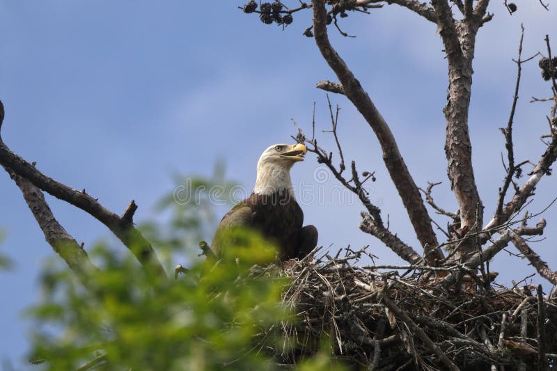 Majestic Bald Eagle in Nest. Stock Image - Image of habitat, serene ...