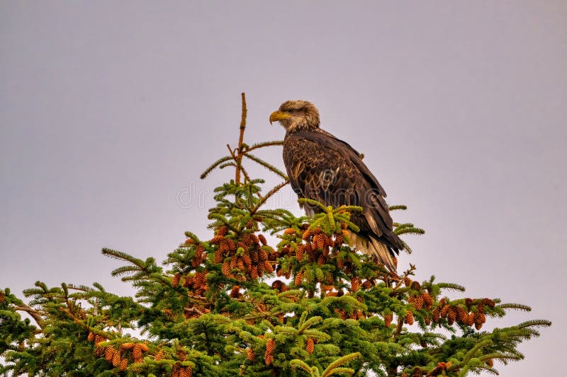 Majestic Bald Eagle Perched on a Pine Tree in the Wild Stock Image ...