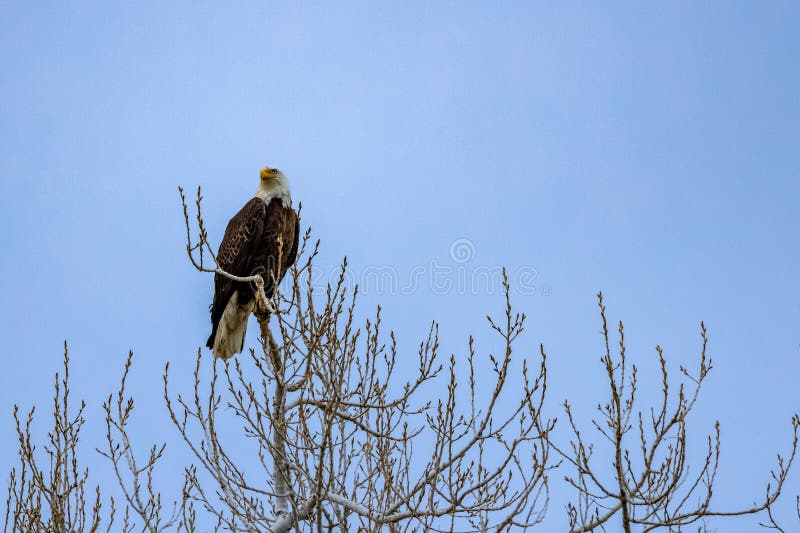 Majestic Bald Eagle Perched on a Tree Looking Around. Stock Photo ...