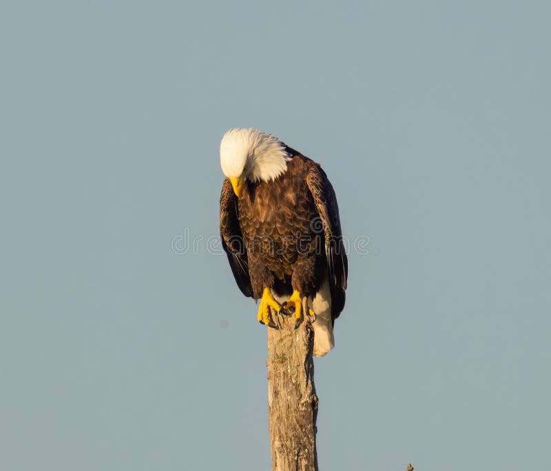 Majestic Bald Eagle Perched on a Tree Stump Against a Bright Azure Sky ...