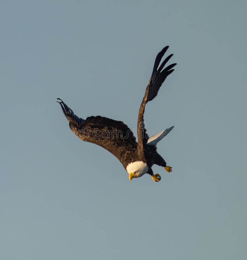 Majestic Bald Eagle on a Tree Branch in a Shadowy Forest, Silhouetted Against the Night Sky ...