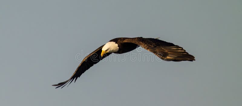 Majestic Bald Eagle Soaring through the Blue Sky. Stock Image - Image ...